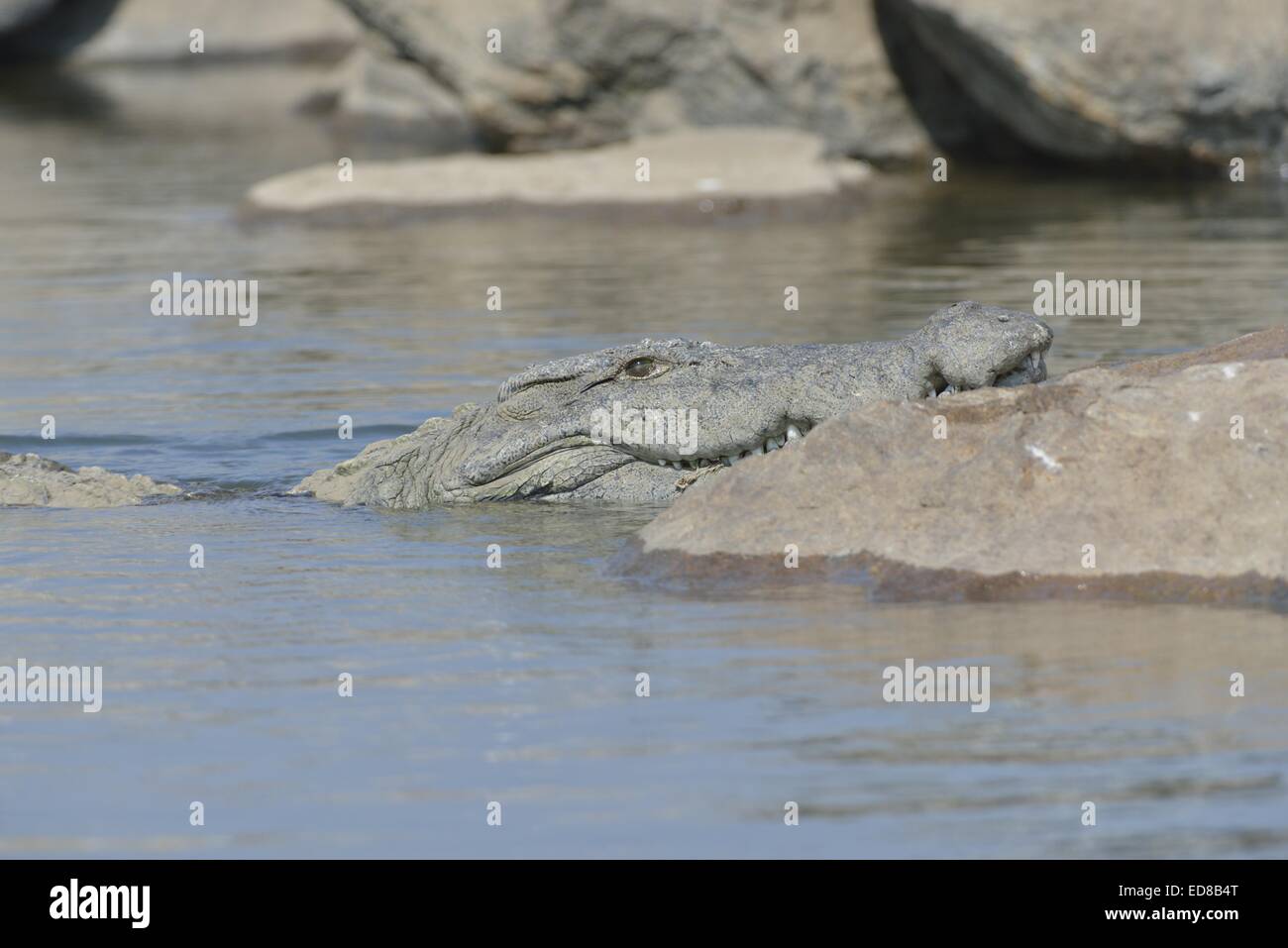 Crocodile, Ranganthittu Bird Sanctuary, India Stock Photo - Alamy