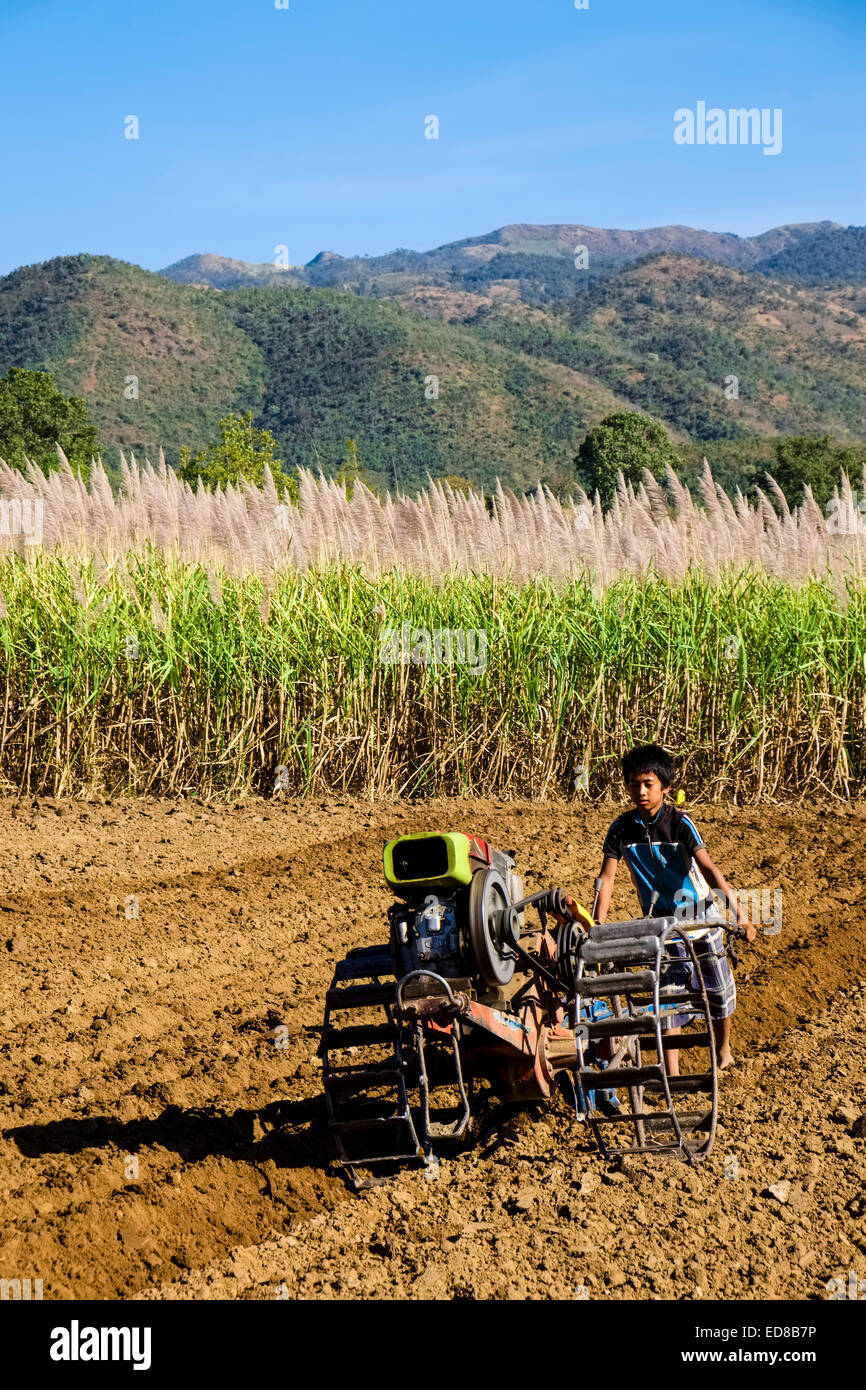 Boy with two-wheel tractor on sugar cane fields near Nyaung Shwe at ...