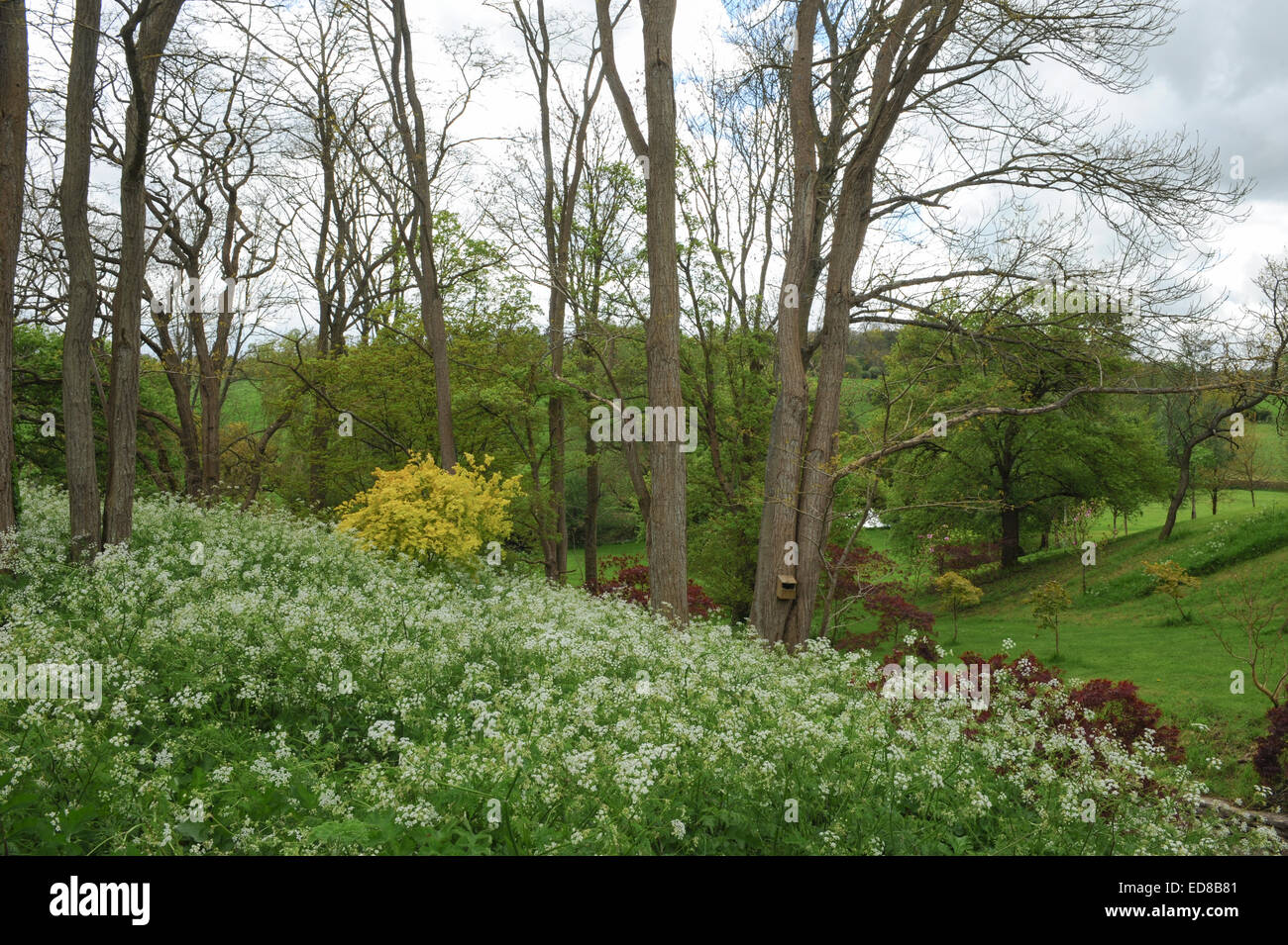Cow Parsley in the Grounds at Whatley Manor in The Cotswolds, near ...