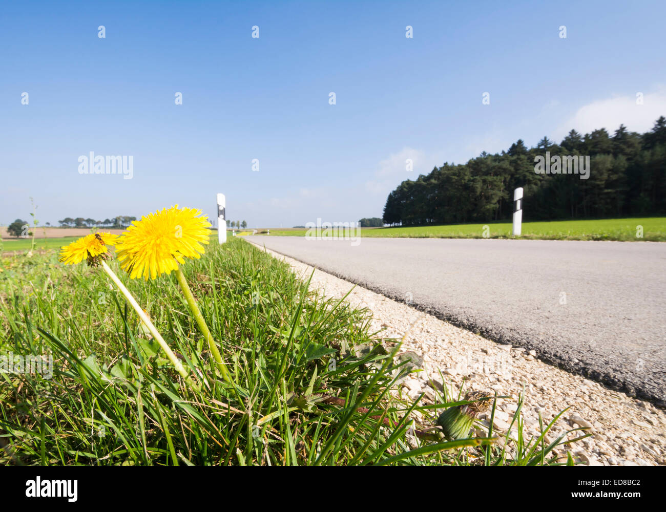 Dandelion flowers at the roadside Stock Photo - Alamy