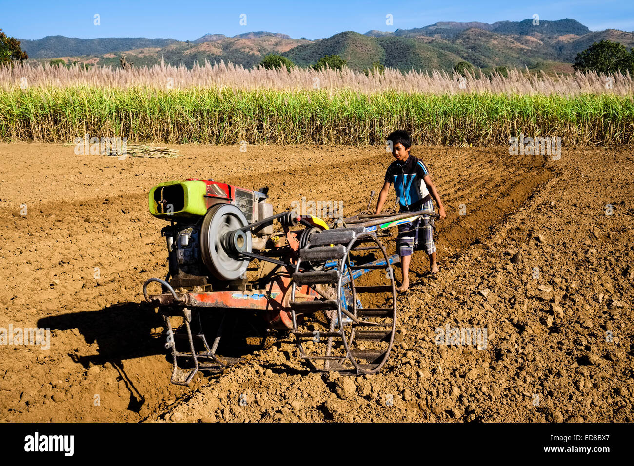 Boy with two-wheel tractor on sugar cane fields near Nyaung Shwe at ...