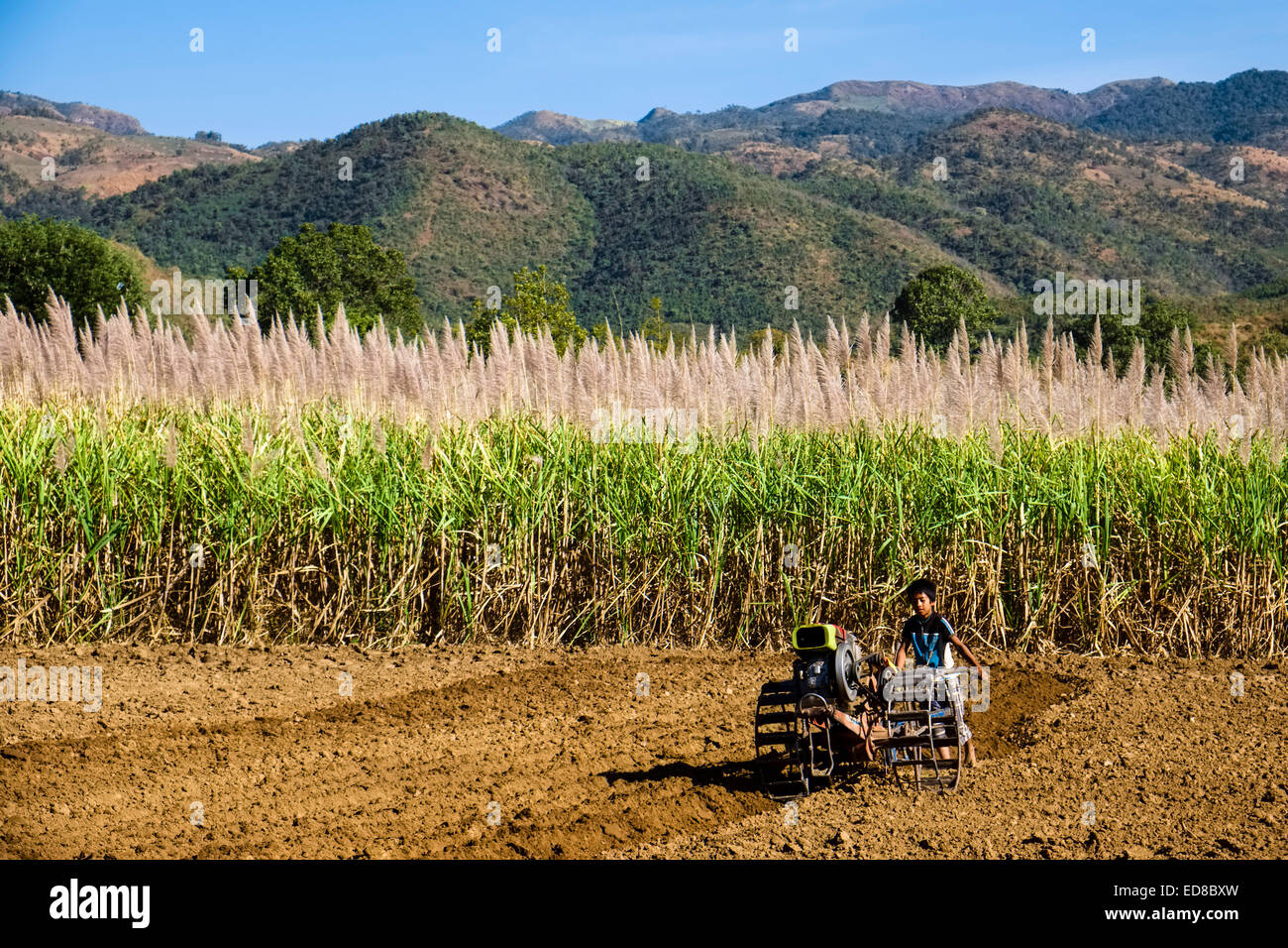 Boy with two-wheel tractor on sugar cane fields near Nyaung Shwe at ...