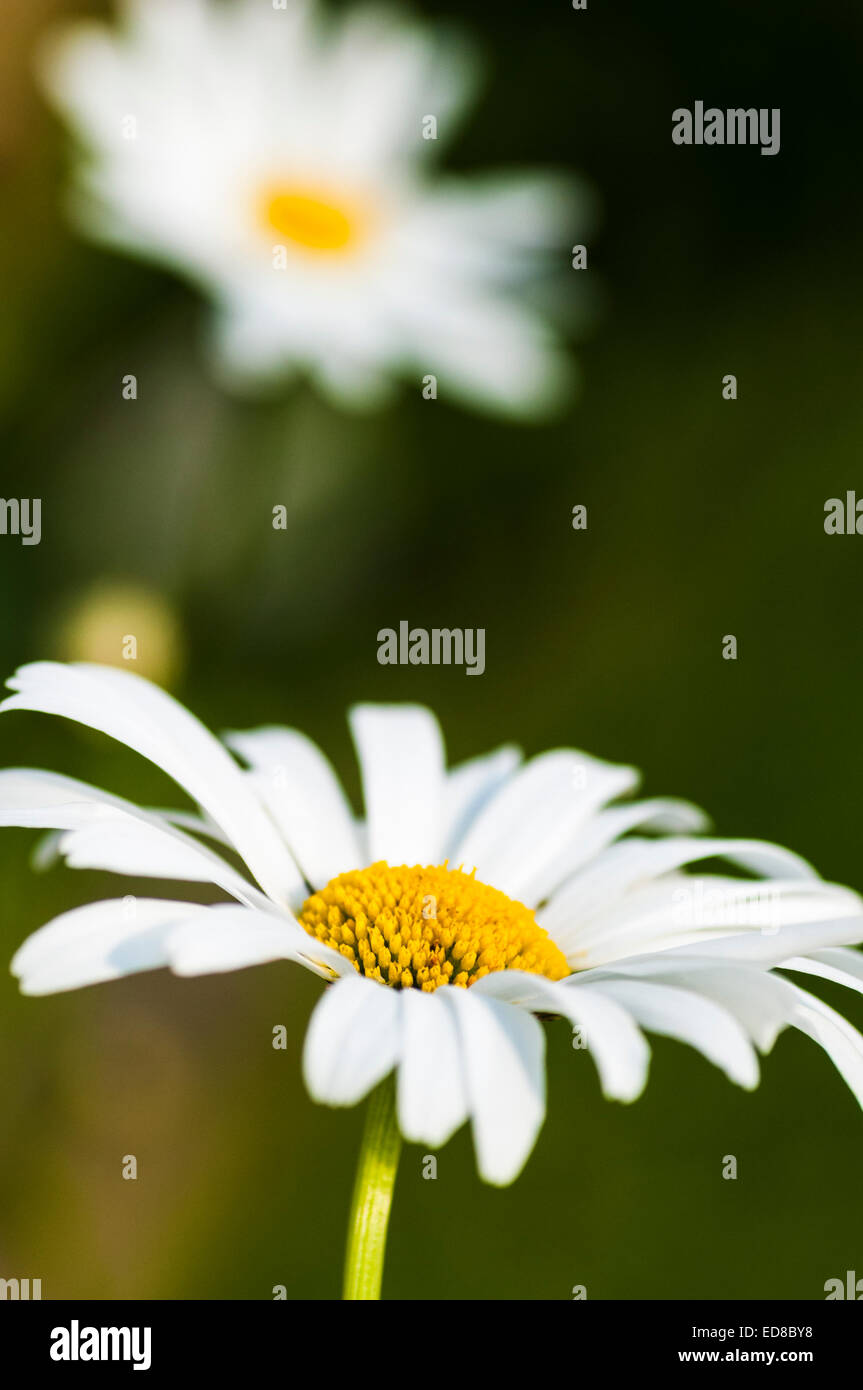 Close up of an Oxeye daisy Stock Photo - Alamy