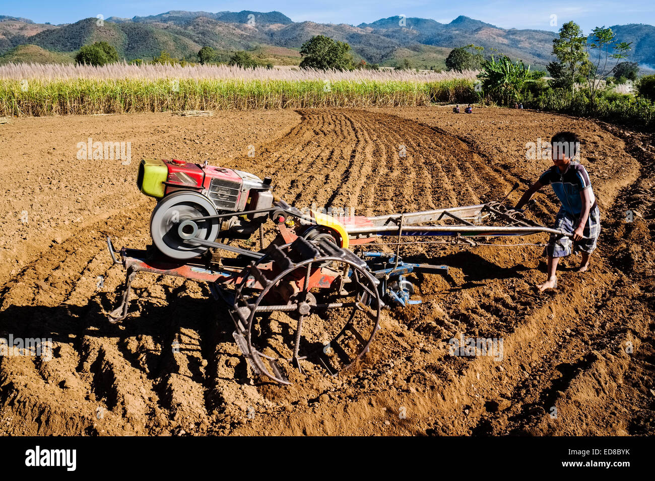 Boy with two-wheel tractor on sugar cane fields near Nyaung Shwe at ...