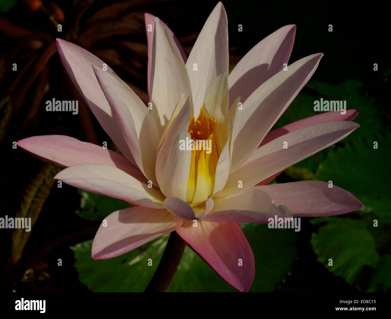 Lotus florida hi-res stock photography and images - Alamy