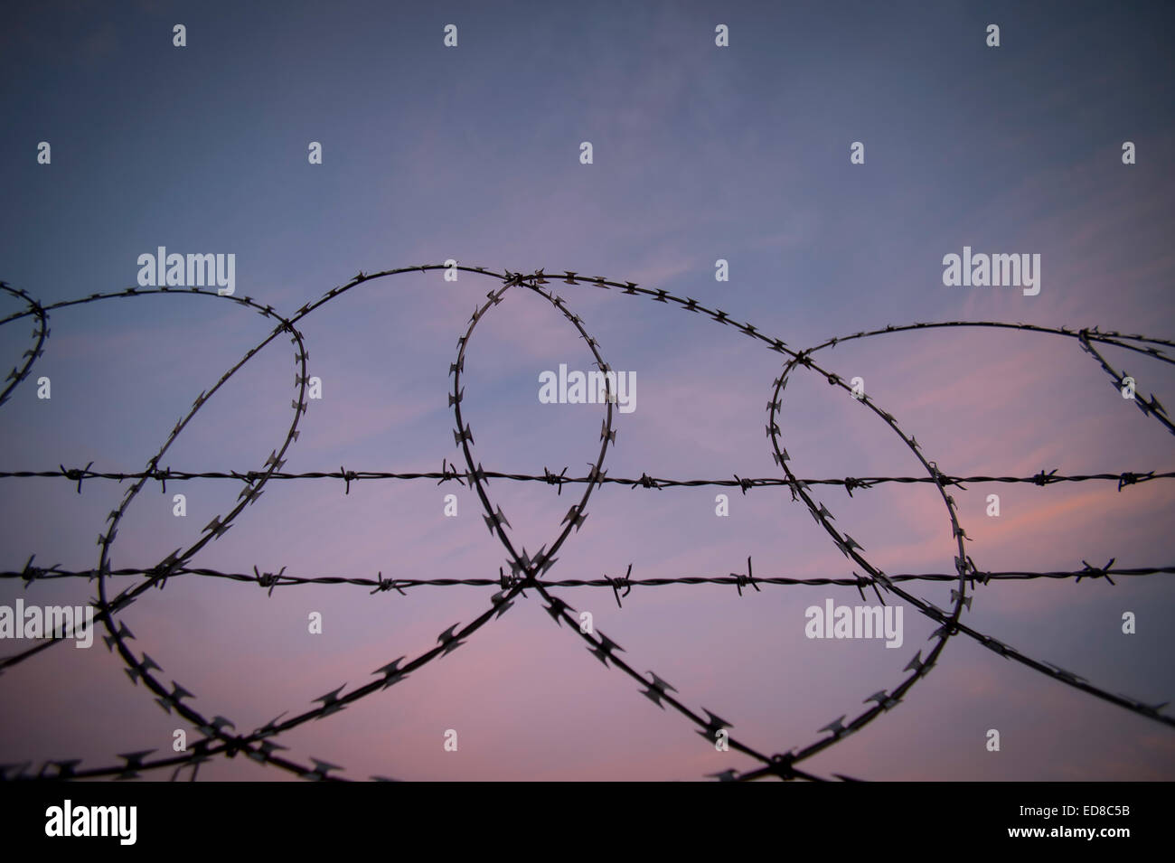 barbed wire, razor wire security fence Stock Photo - Alamy