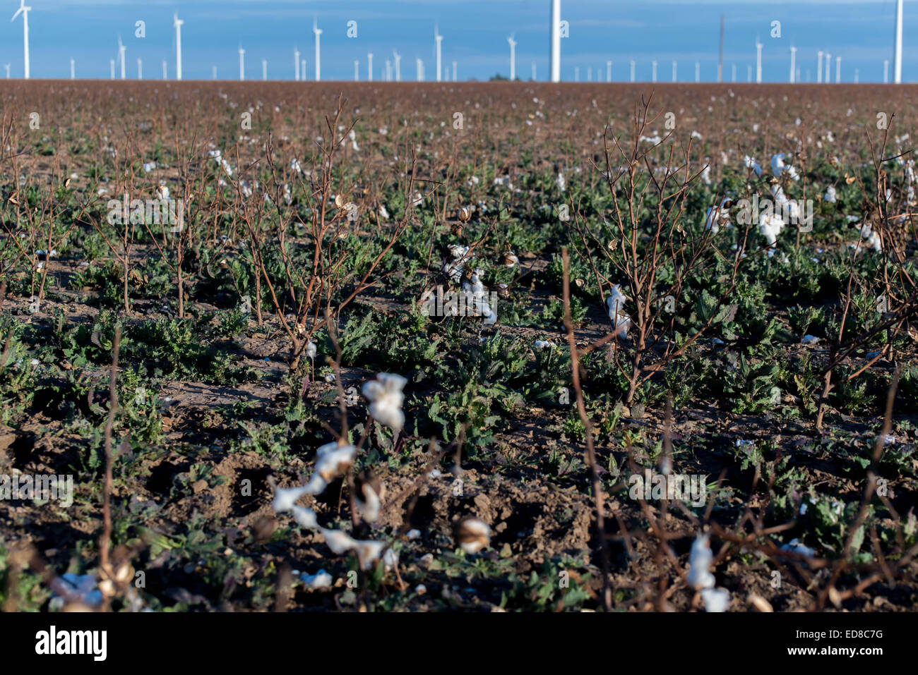 renewable energy cotton fields with wind turbines in the background ...