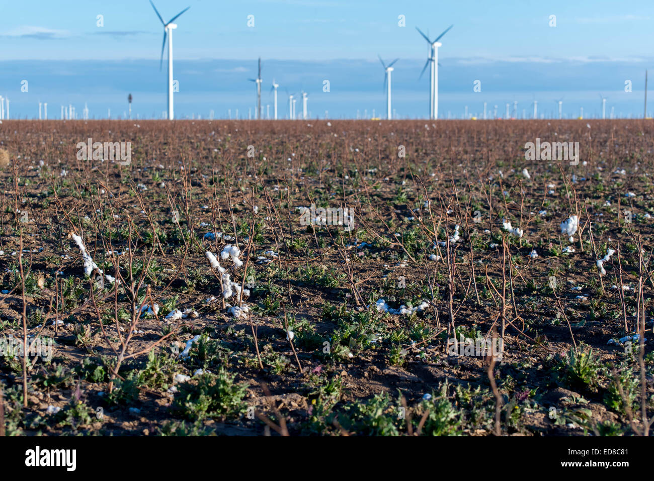 renewable energy cotton fields with wind turbines in the background ...