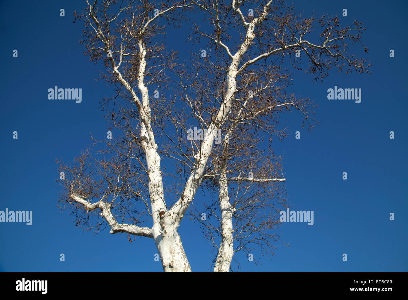 Ash tree in winter hi-res stock photography and images - Alamy