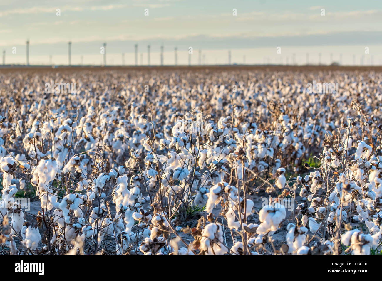 renewable energy cotton fields with wind turbines in the background ...