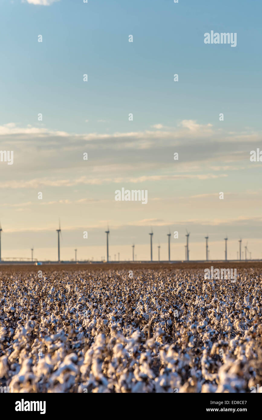 renewable energy cotton fields with wind turbines in the background ...