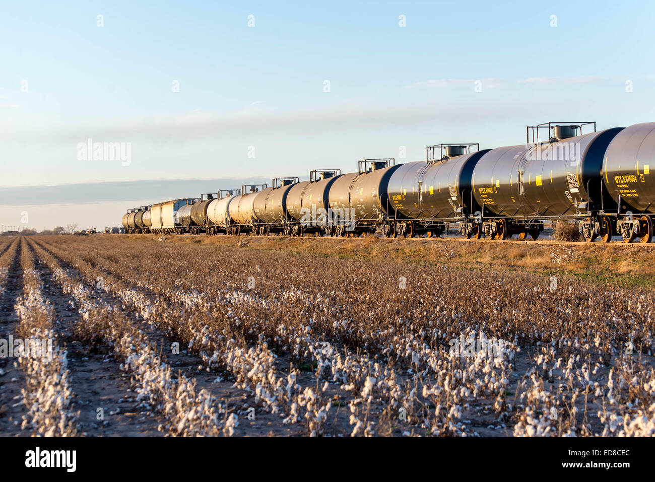 cotton field with oil tanker rail car in background Stock Photo - Alamy