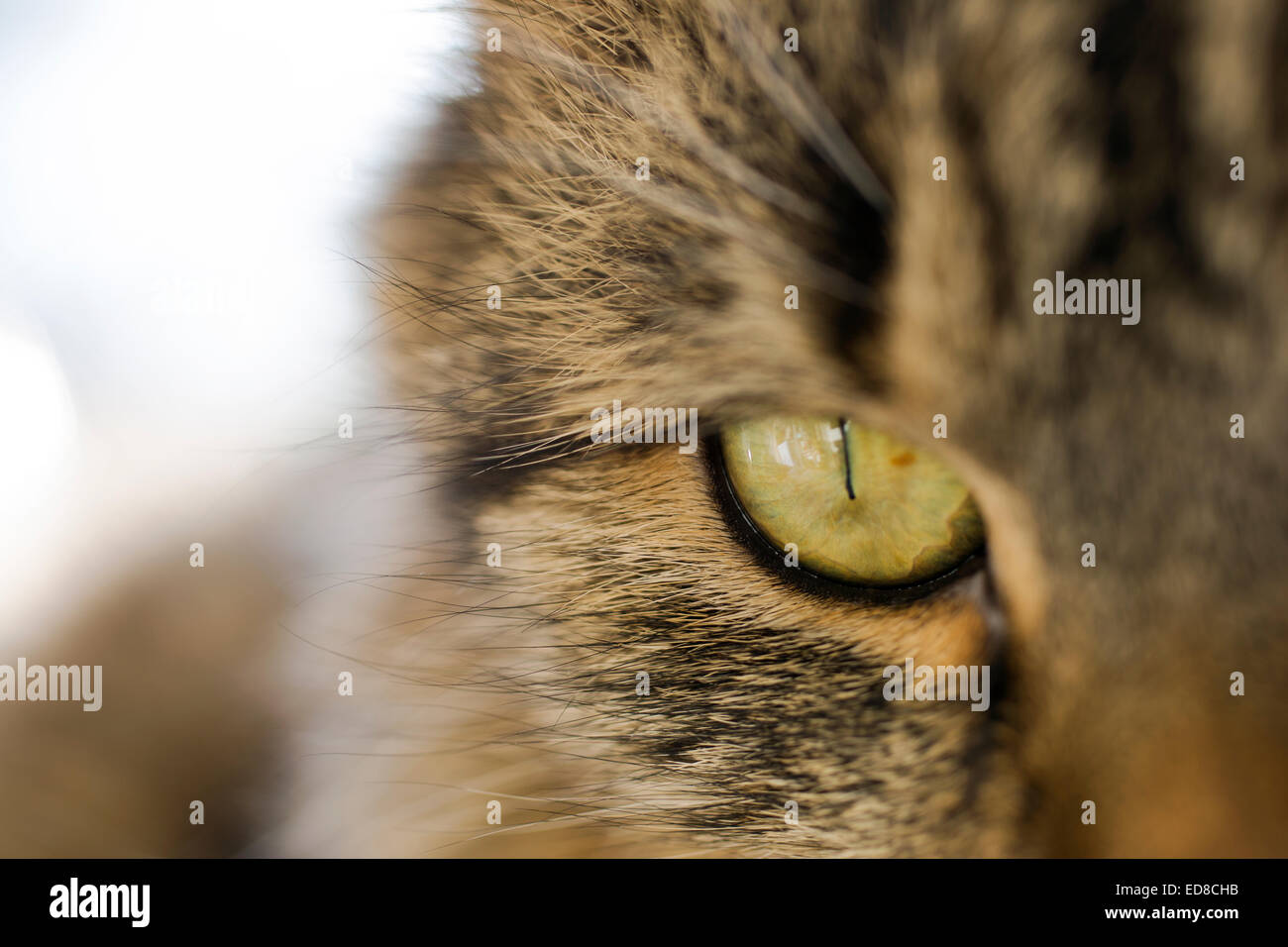 Cats eye close up hi-res stock photography and images - Alamy