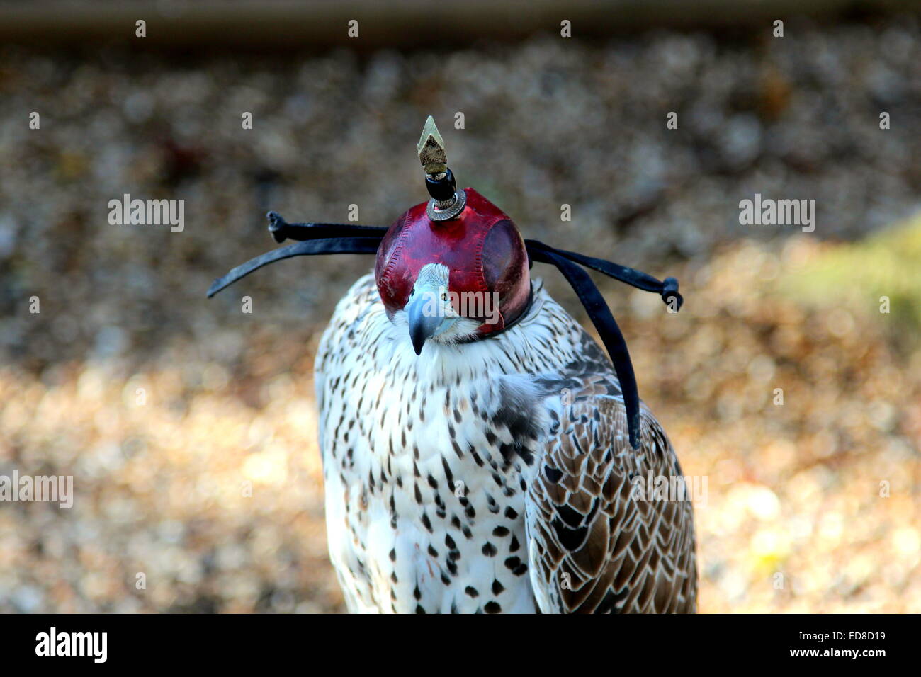 Falcon hood hi-res stock photography and images - Alamy