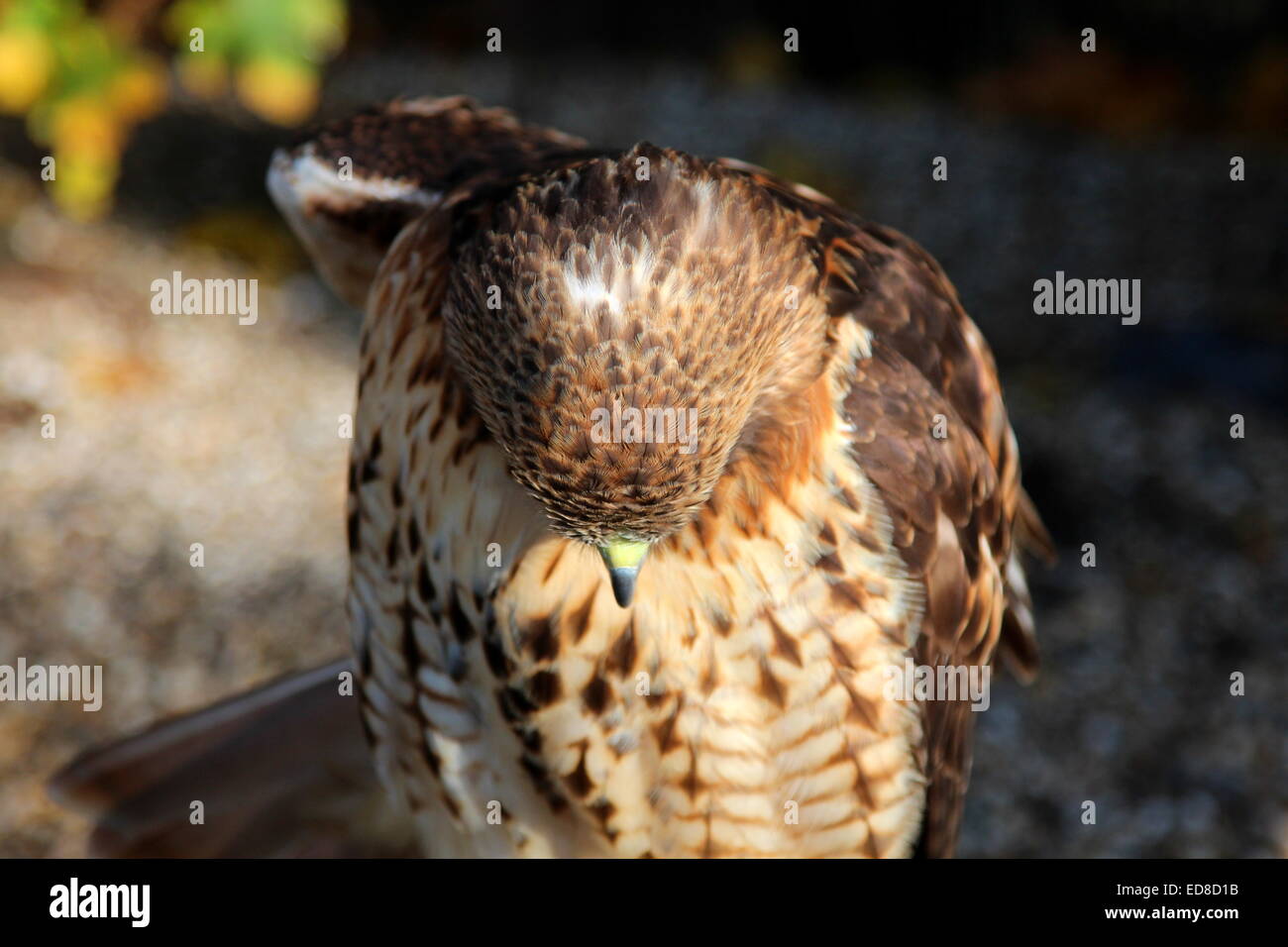 Hunter with falcon hi-res stock photography and images - Alamy