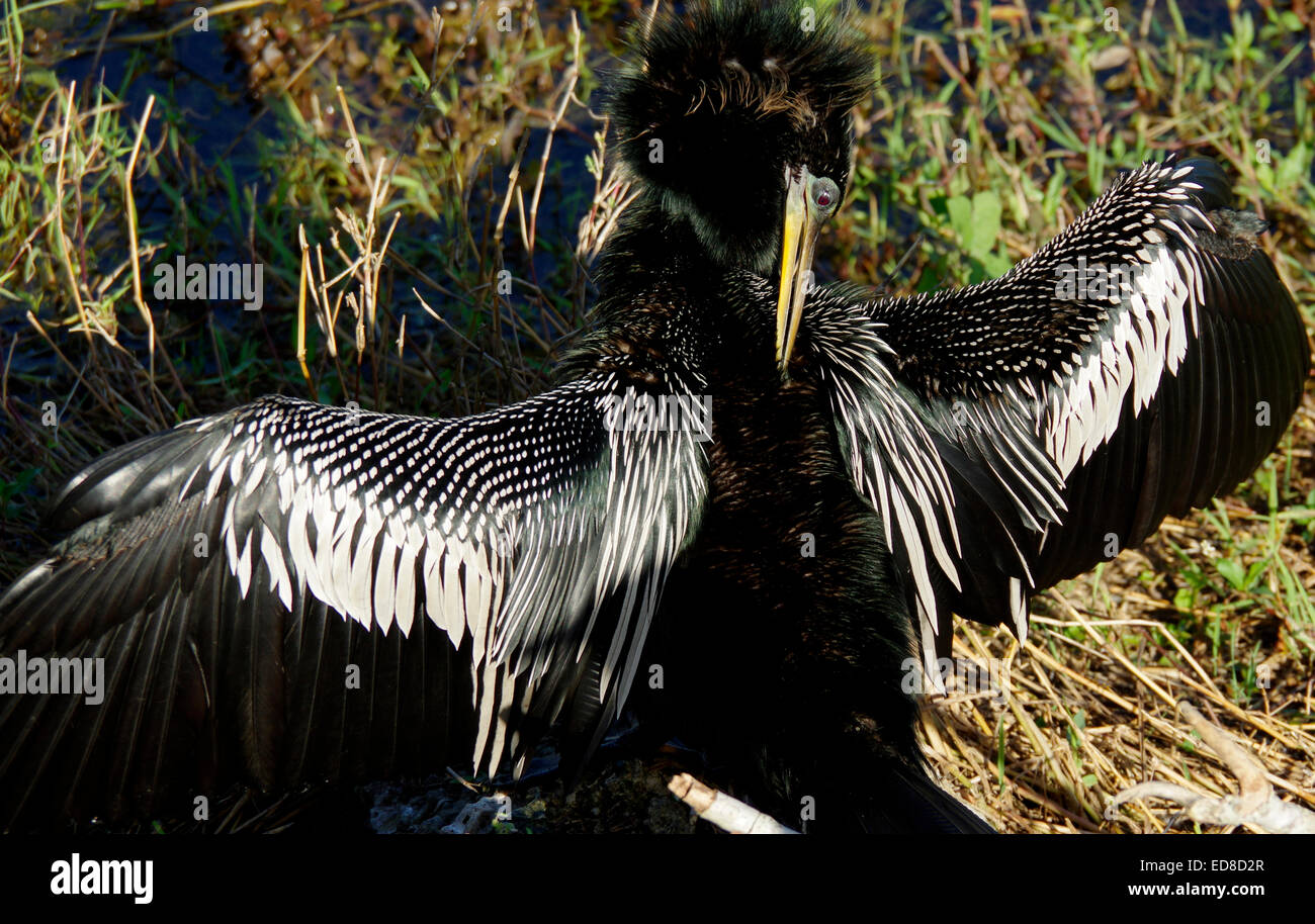 Anhinga drying her feathers Stock Photo - Alamy