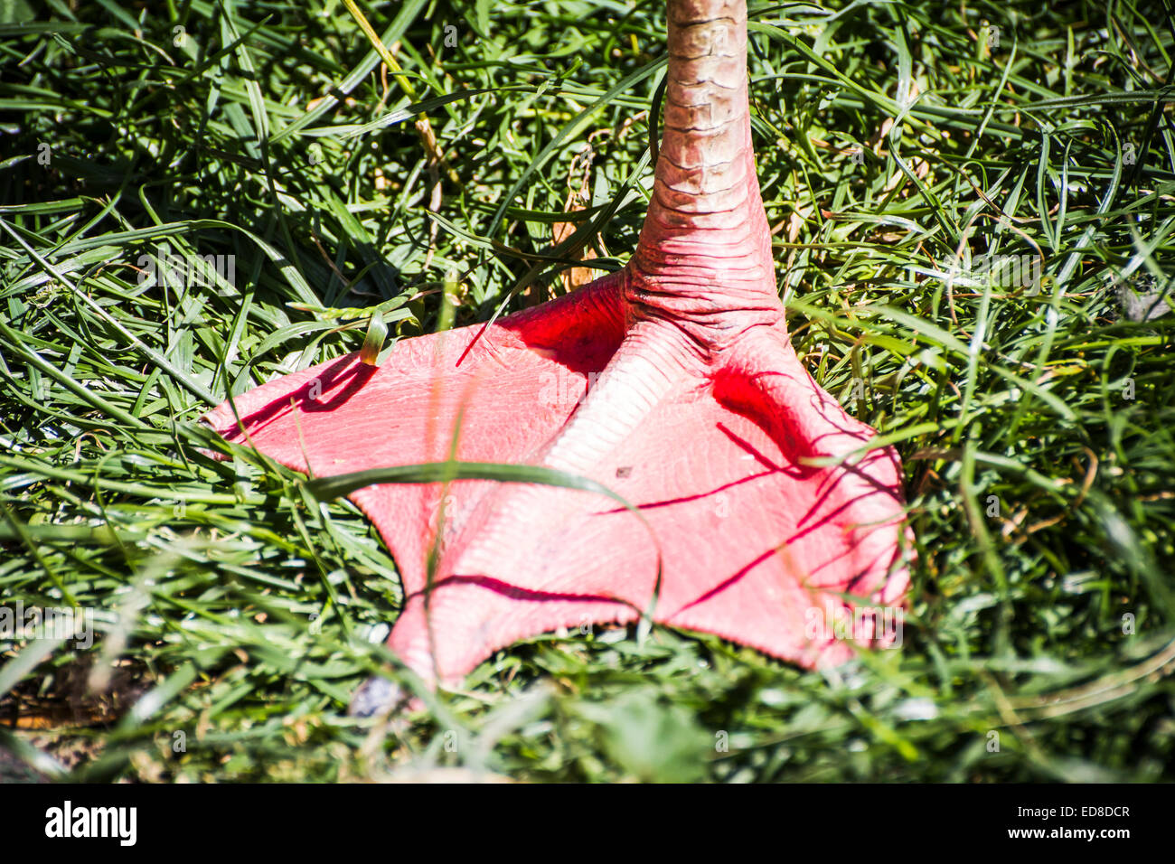 detail flamingo leg resting on the grass Stock Photo - Alamy