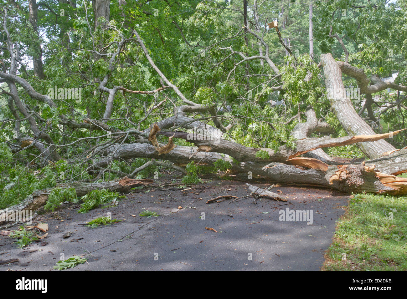 Fallen tree blocking road hi-res stock photography and images - Alamy