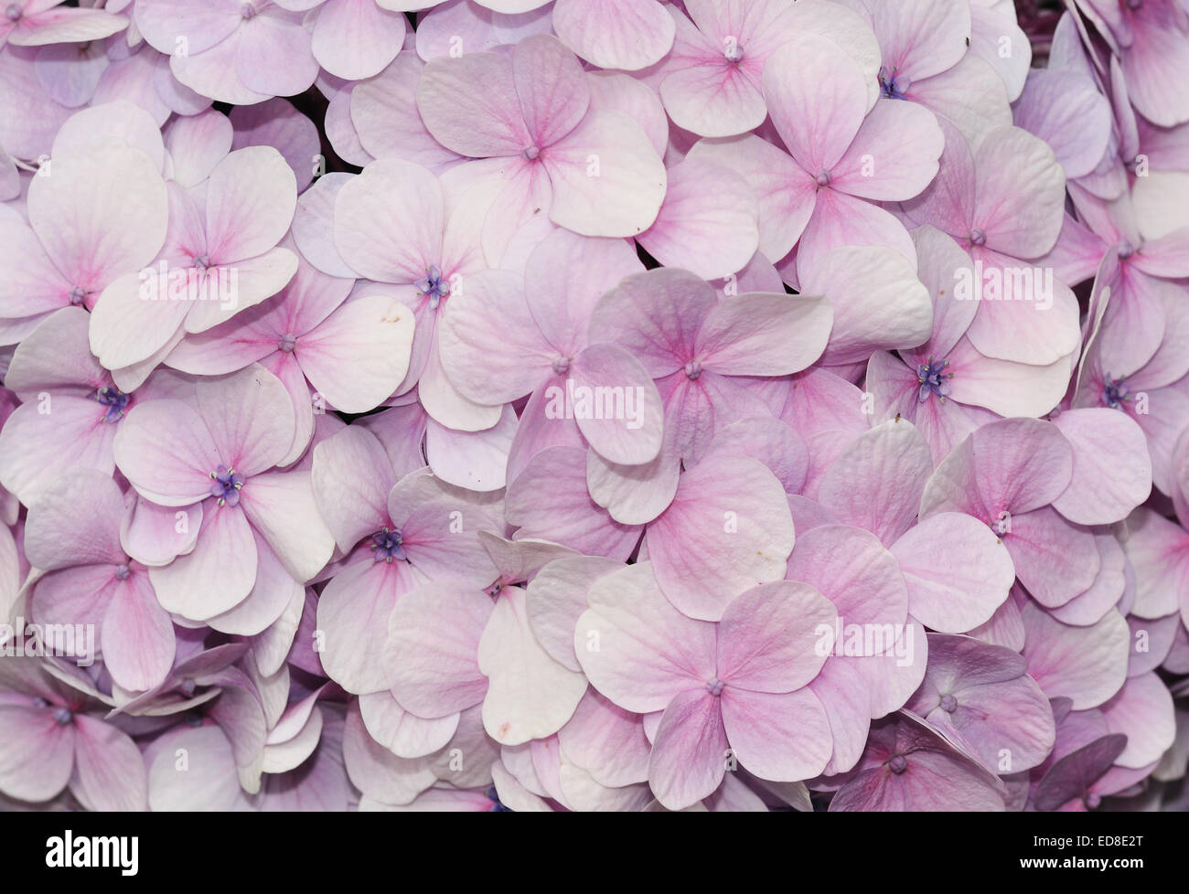 Purple hydrangea flowers for background Stock Photo - Alamy