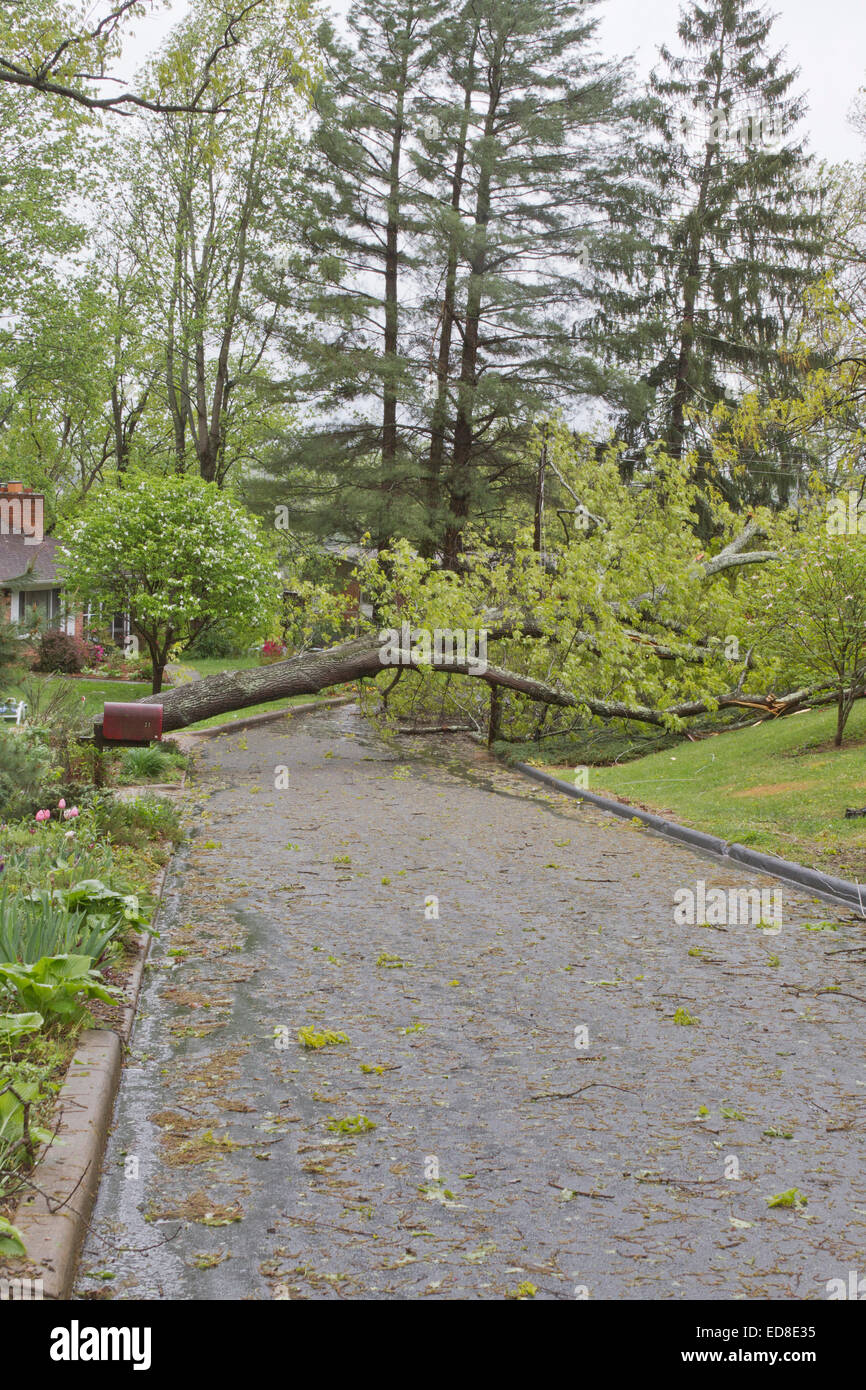 A neighborhood road is blocked by a large oak tree and downed power ...