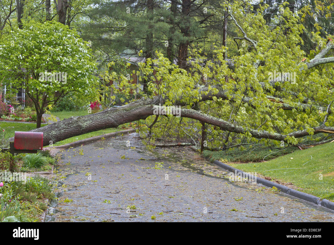 A neighborhood road is blocked by a large oak tree and downed power ...