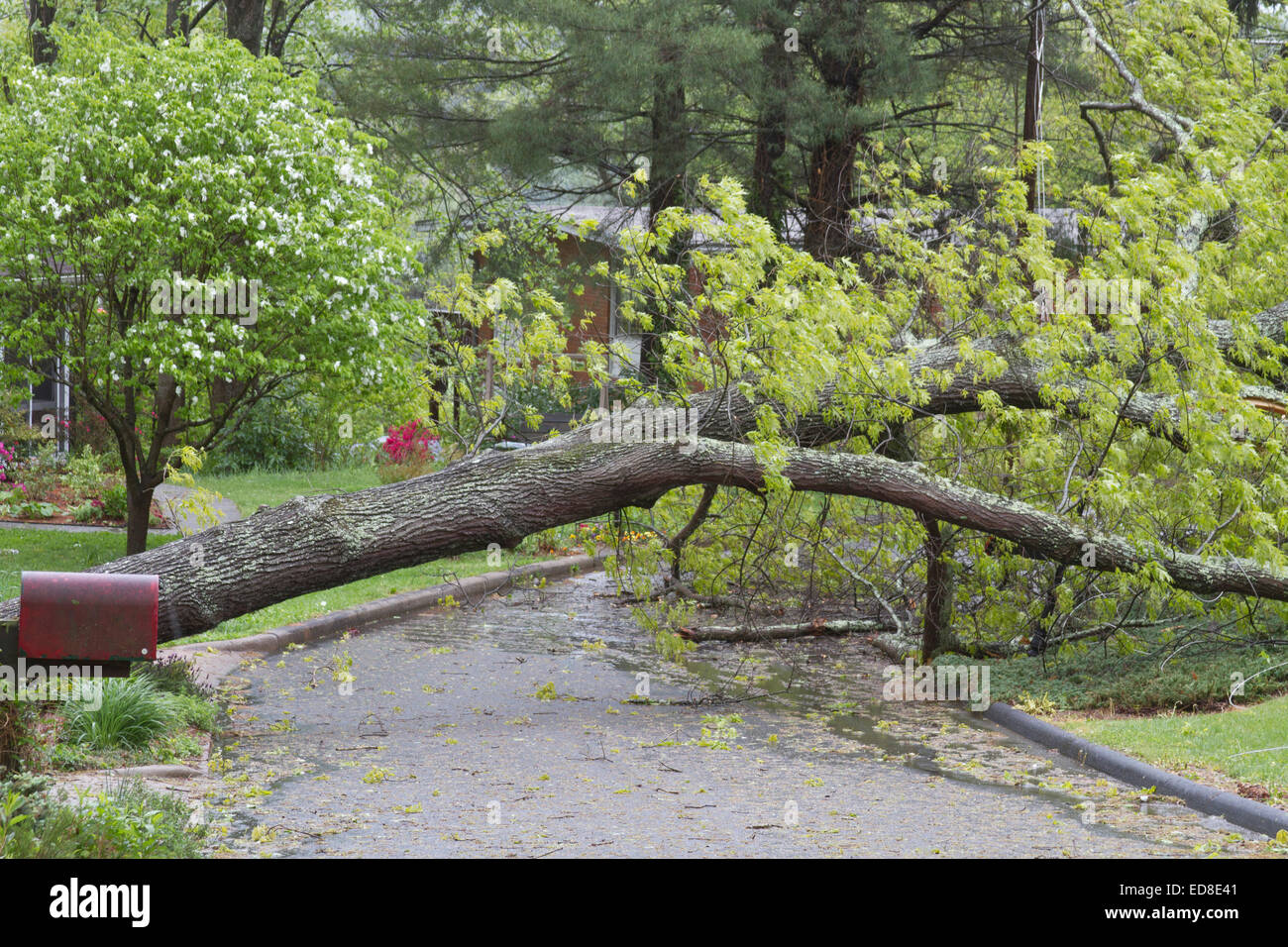 A neighborhood road is blocked by a large oak tree that has fallen and ...