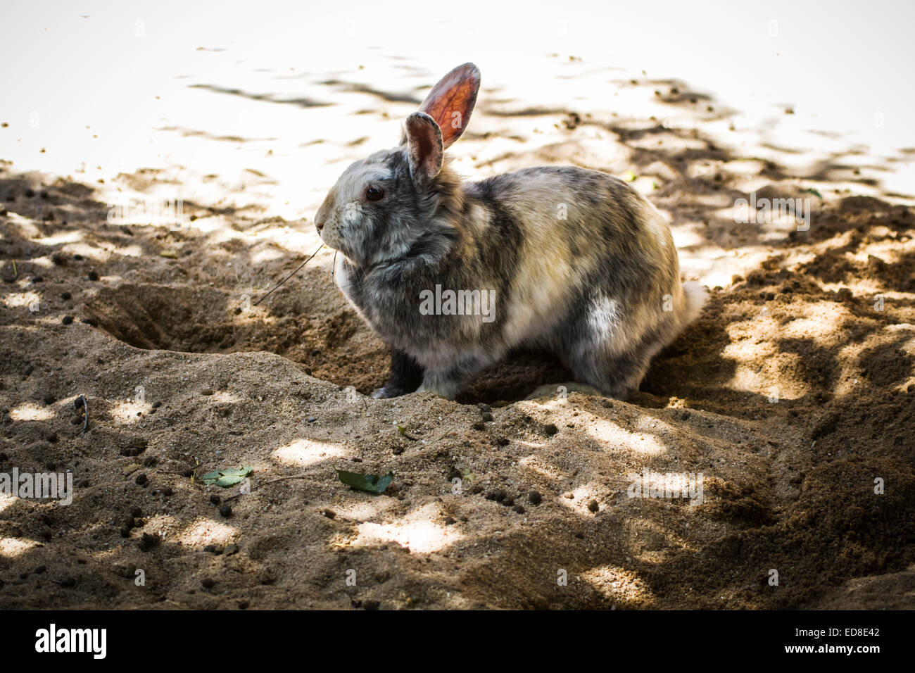 Rabbit, small mammal in a zoo park Stock Photo - Alamy