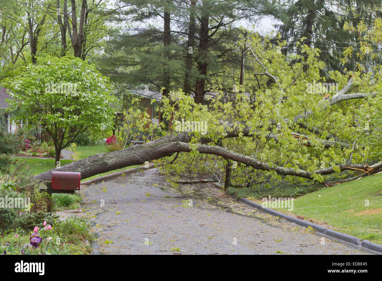 Tree down across road hi-res stock photography and images - Alamy