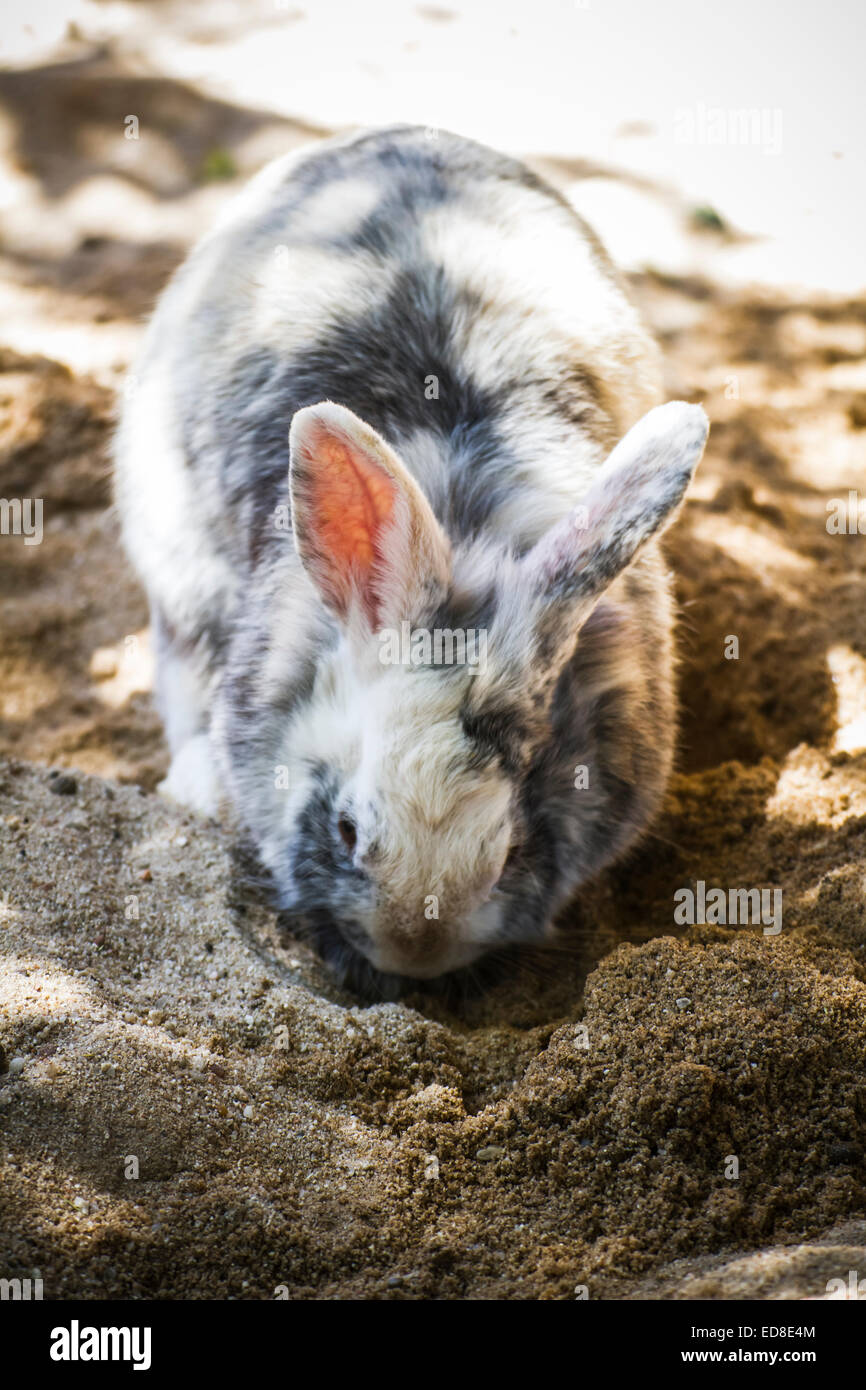 Rabbit, small mammal in a zoo park Stock Photo - Alamy