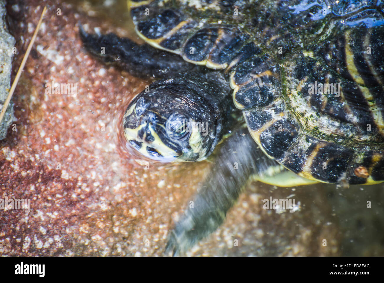 tortoise resting in the sun Stock Photo - Alamy