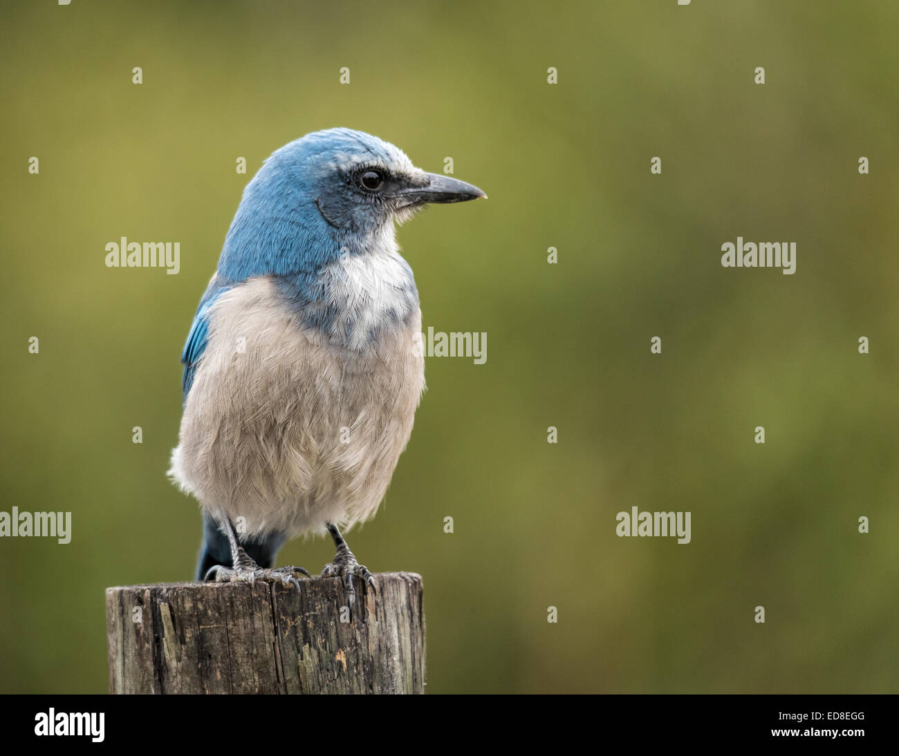 Scrub Jay High Resolution Stock Photography and Images - Alamy