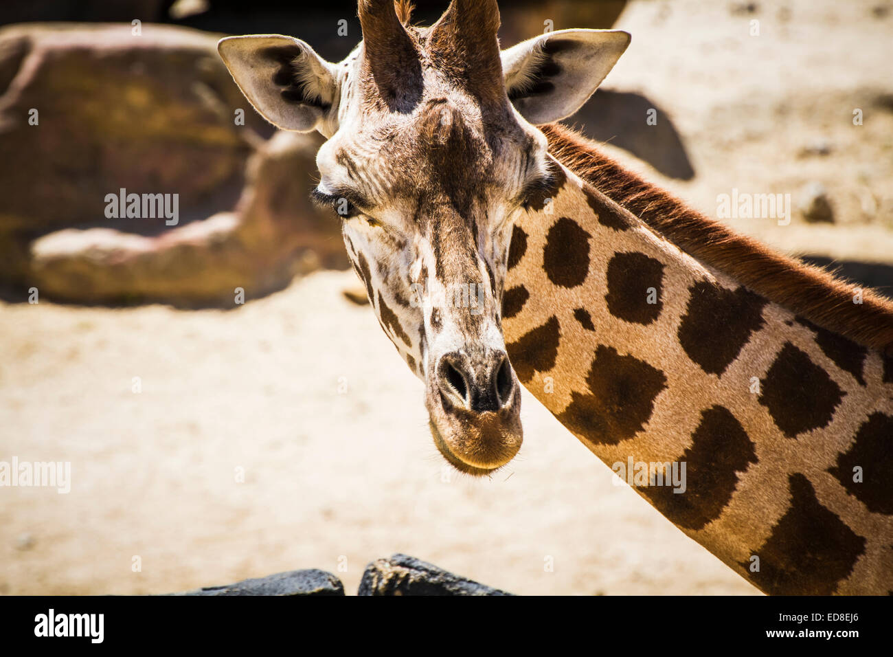beautiful giraffe in a zoo park Stock Photo - Alamy