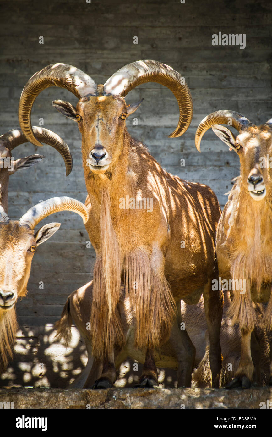 Goat, beautiful group of Spanish ibex, typical Animal Stock Photo - Alamy