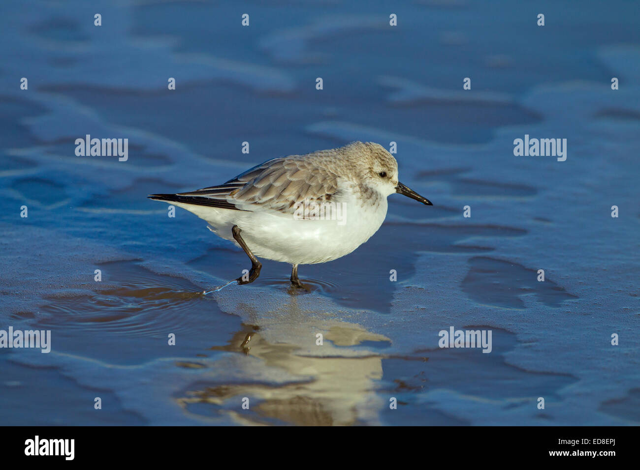 Sanderling Calidris alba feeding on North Norfolk Beach in Winter Stock ...