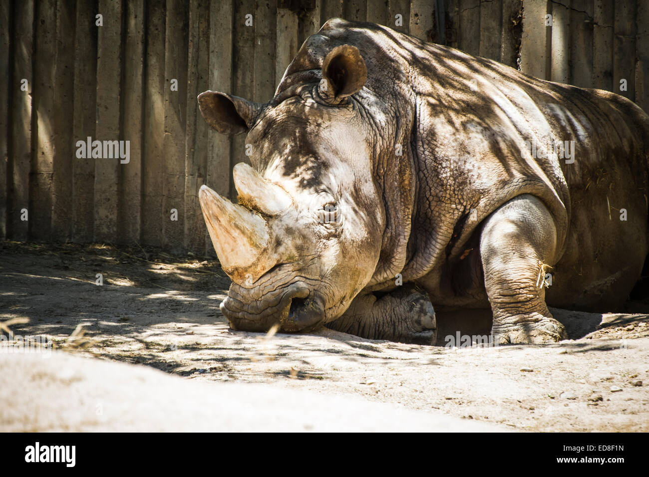 powerful rhino resting in the shade Stock Photo - Alamy