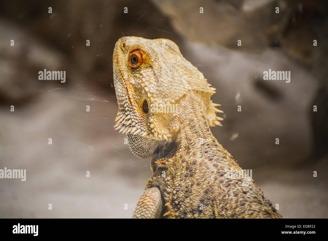 scaly lizard skin resting in the sun Stock Photo - Alamy