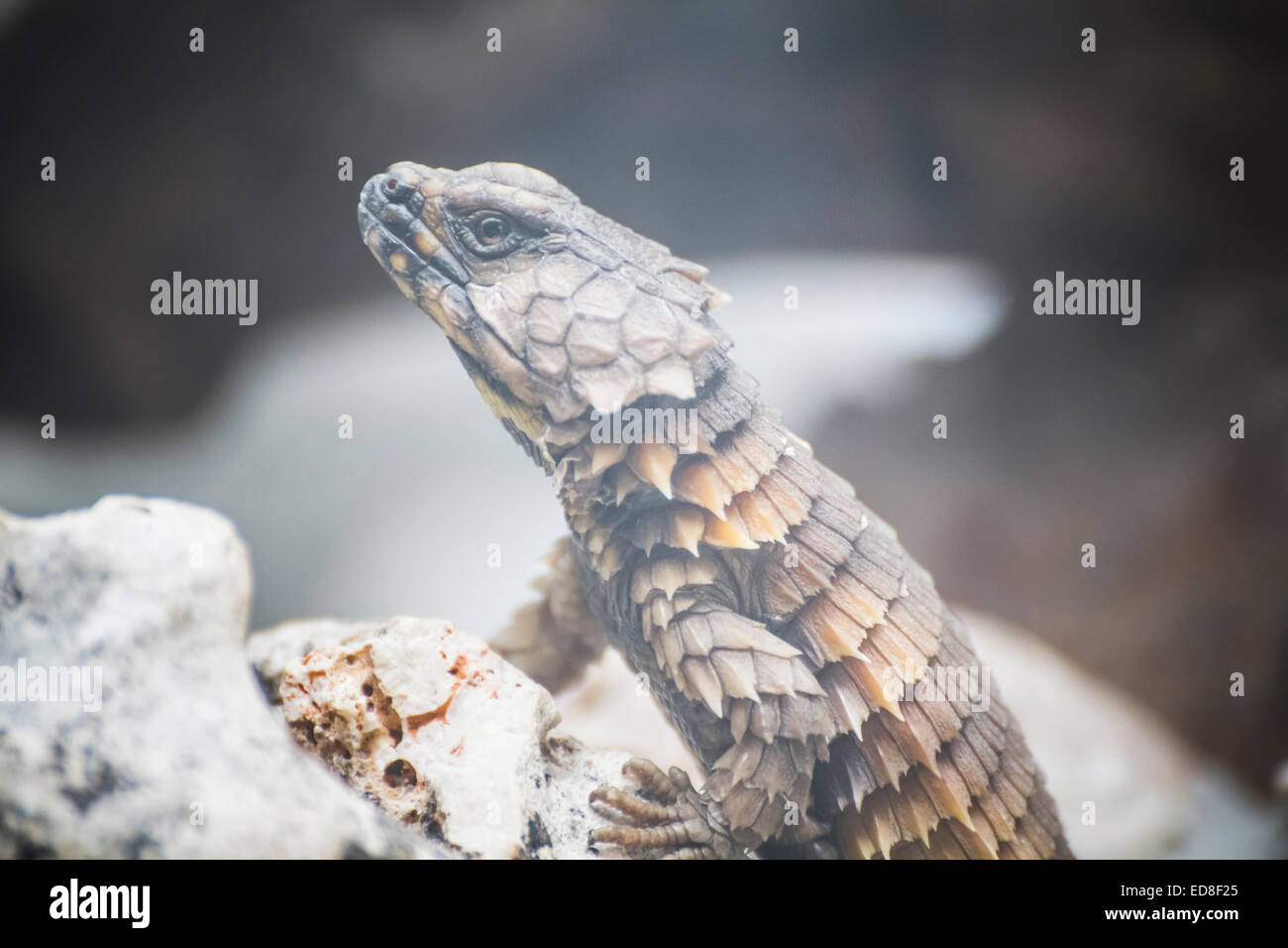scaly lizard skin resting in the sun Stock Photo - Alamy