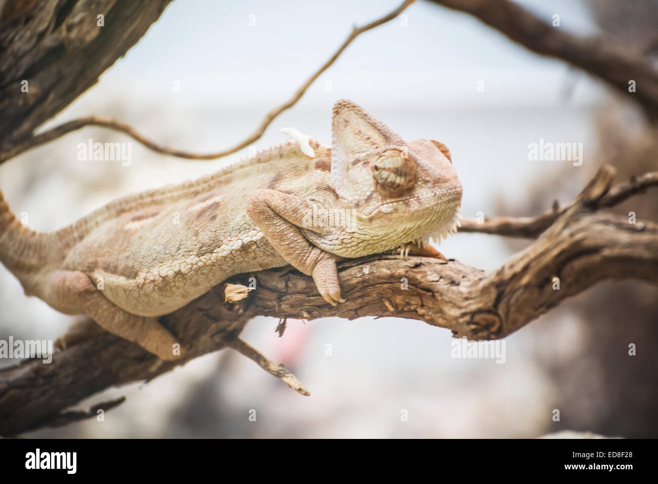 reptile, scaly lizard skin resting in the sun Stock Photo - Alamy