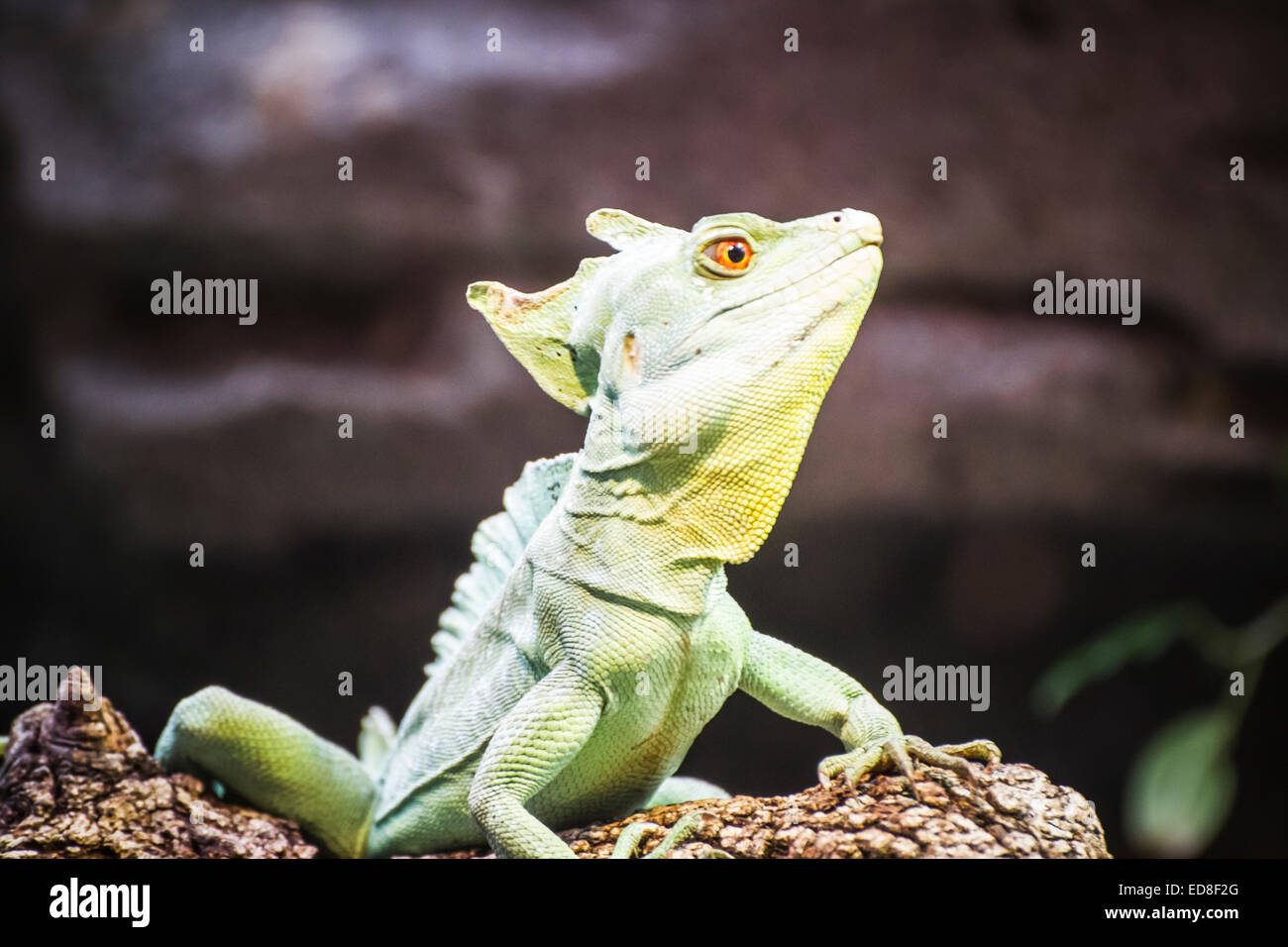 scaly lizard skin resting in the sun Stock Photo - Alamy