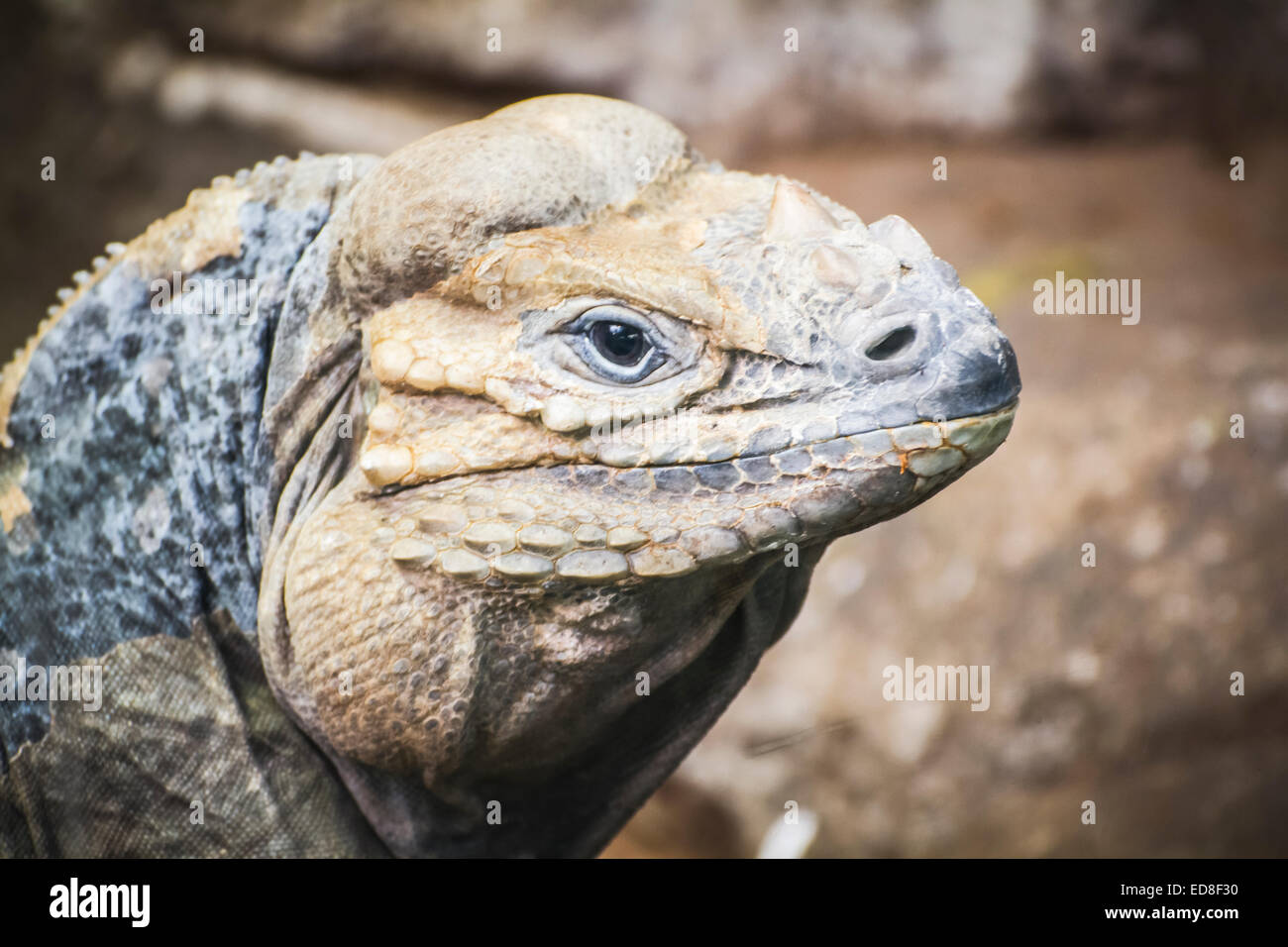 scaly lizard skin resting in the sun Stock Photo - Alamy