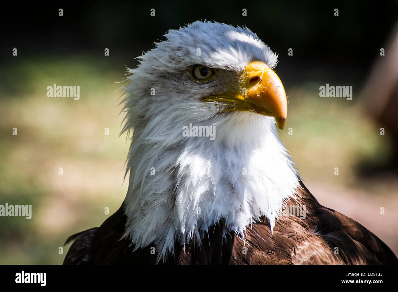 American white-headed eagle Stock Photo - Alamy