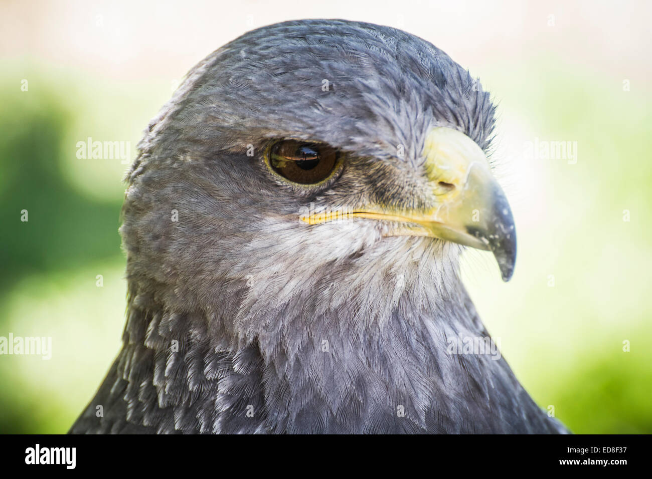 Spanish falcon in a medieval fair raptors Stock Photo - Alamy