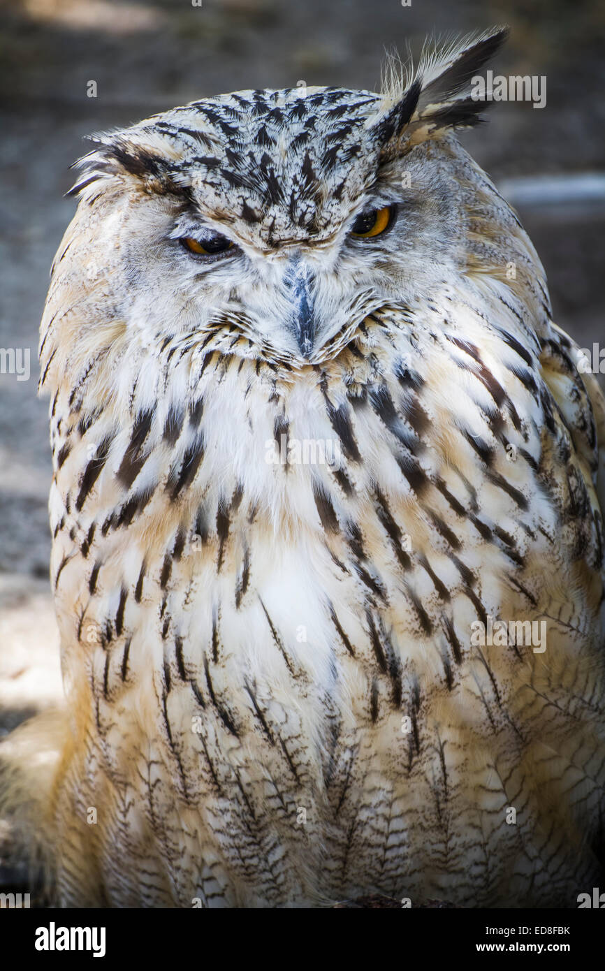 Spanish owl in a medieval fair raptors Stock Photo - Alamy