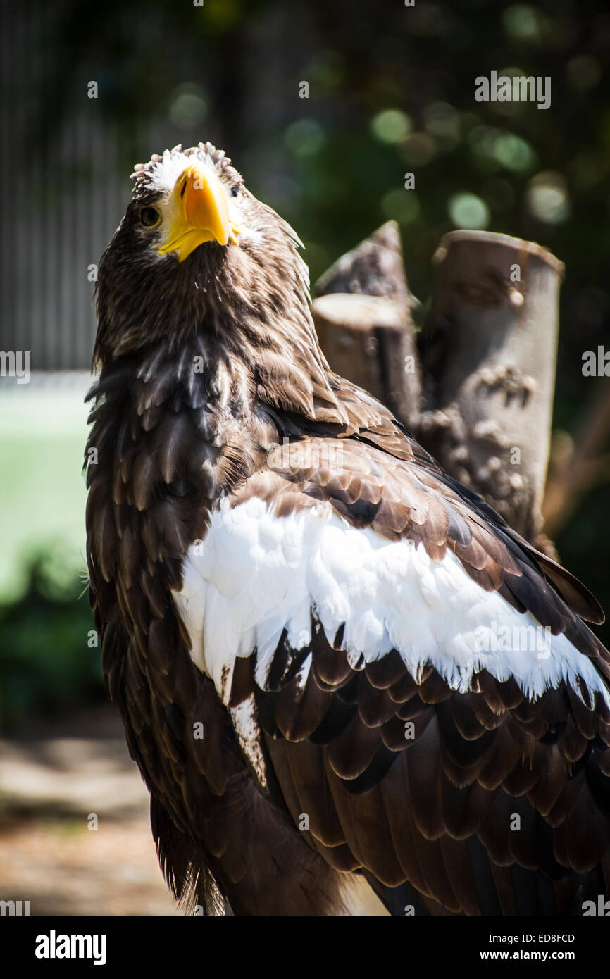 Spanish golden eagle in a medieval fair raptors Stock Photo - Alamy