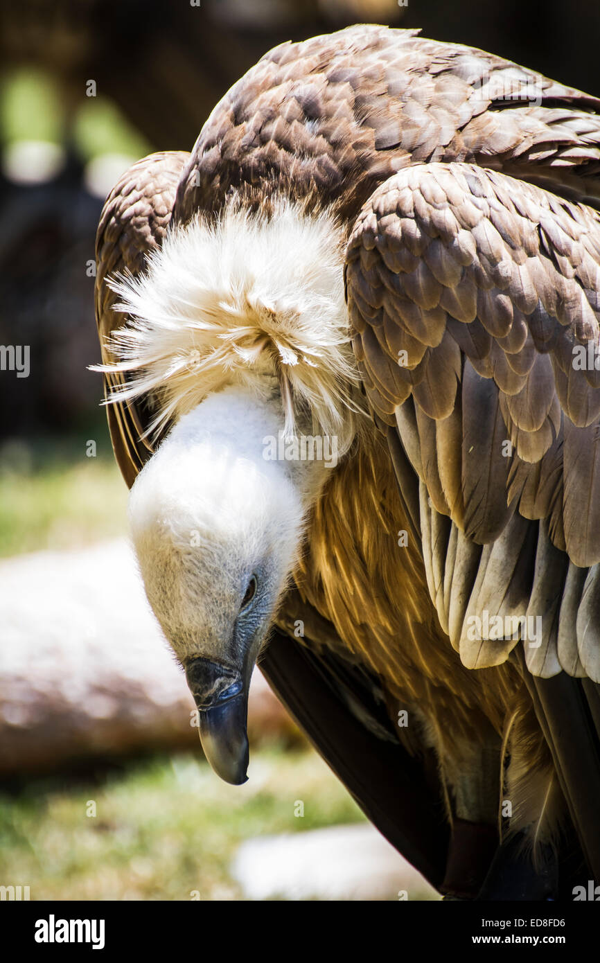 scavenger vulture resting on a branch Stock Photo - Alamy