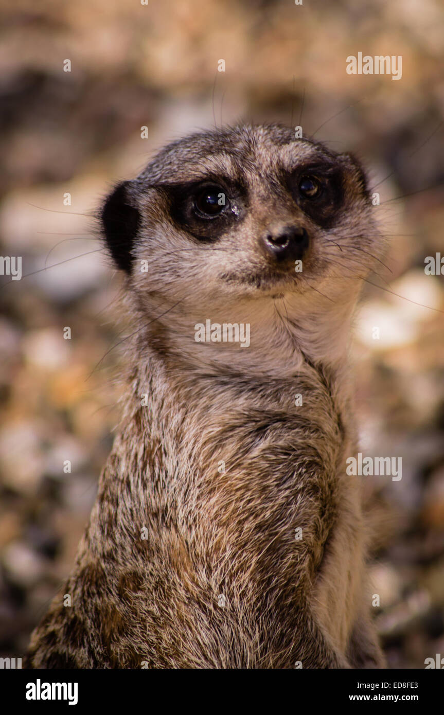 Small animal standing on hind legs hi-res stock photography and images ...