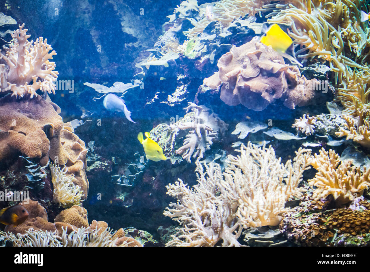 seabed with fish and coral reef Stock Photo - Alamy