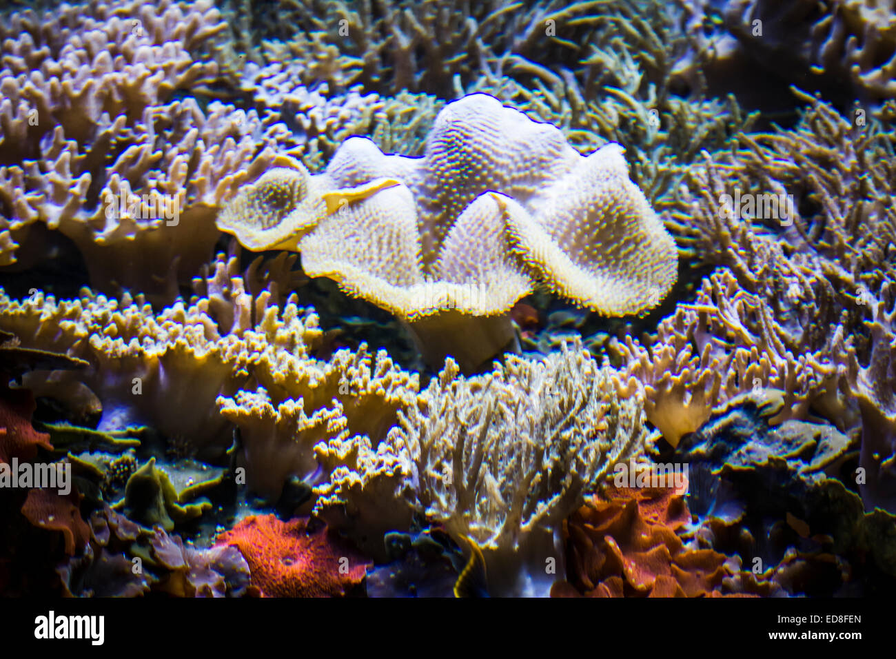 Exotic, seabed with fish and coral reef Stock Photo - Alamy