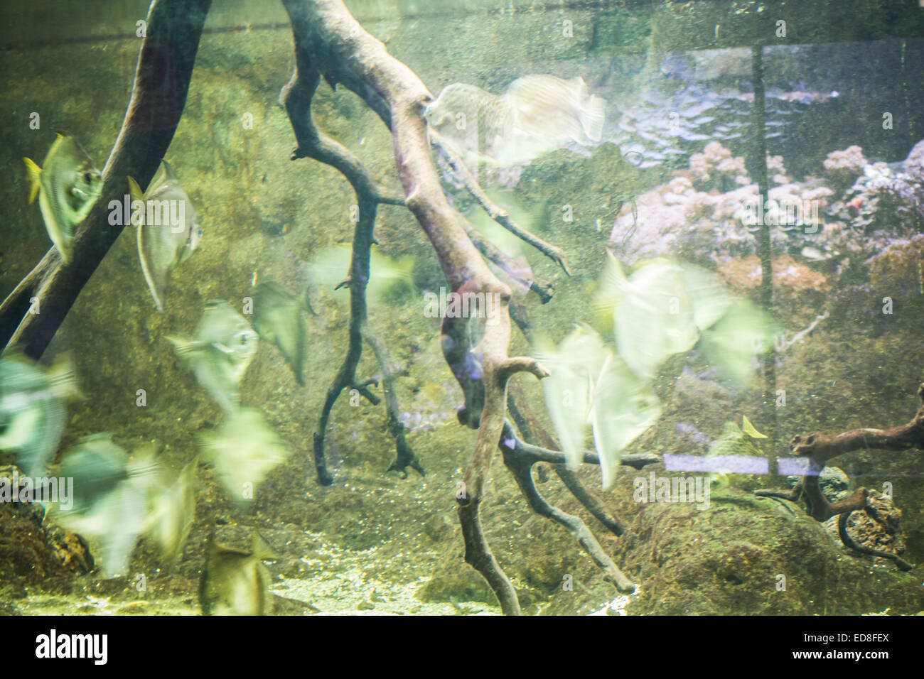 Aquatic, seabed with fish and coral reef Stock Photo - Alamy