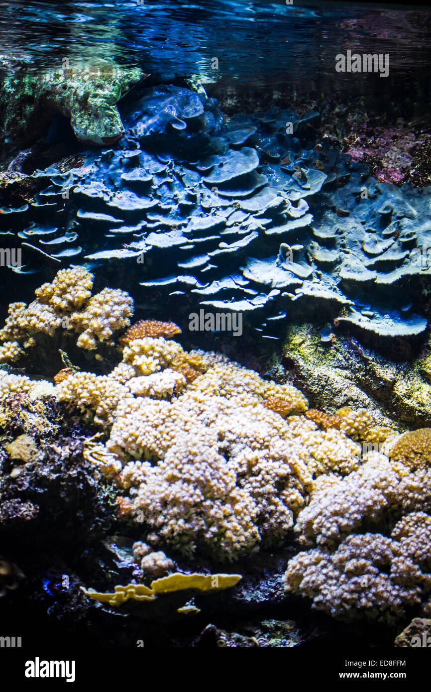 Aquatic, seabed with fish and coral reef Stock Photo - Alamy